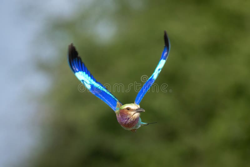 Lilac-breasted Roller Flying Towards Camera with Catchlight Stock Photo ...
