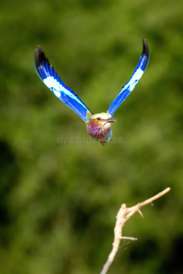 Lilac-breasted Roller Flying with Wings in V-shape Stock Image - Image ...