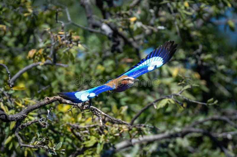 Lilac-breasted Roller Glides Past Tree Spreading Wings Stock Image ...
