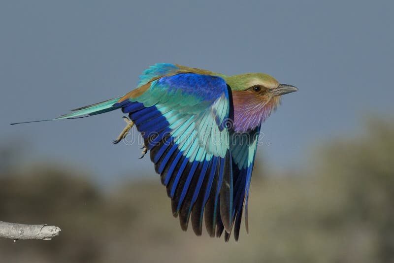 Lilac Breasted Roller Take Off Stock Image - Image of bird, claws: 41874499