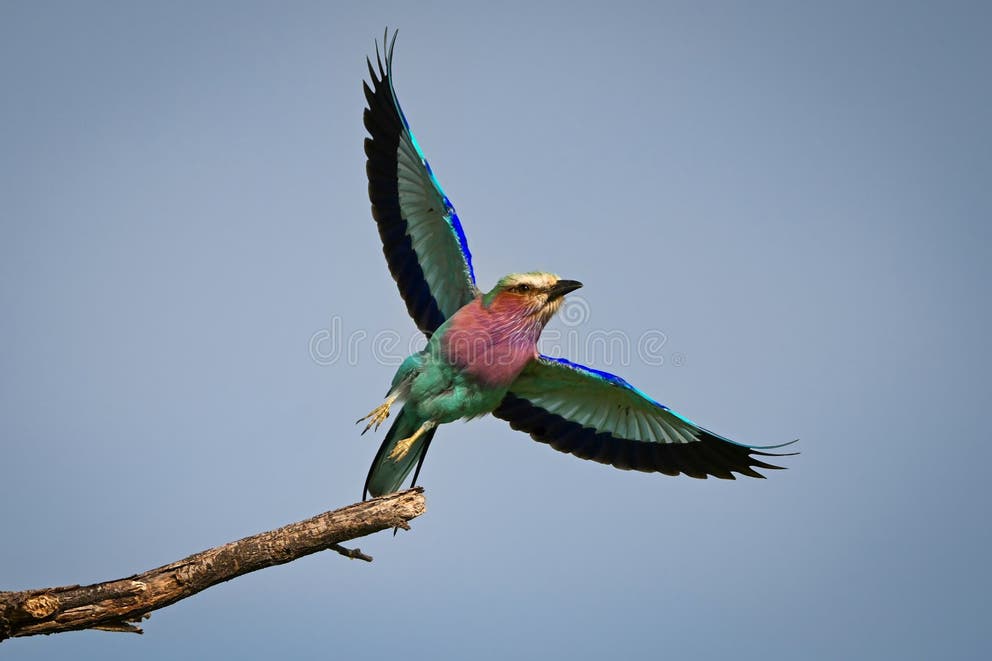 Lilac-breasted Roller Taking Off from Forked Twig Stock Photo - Image ...