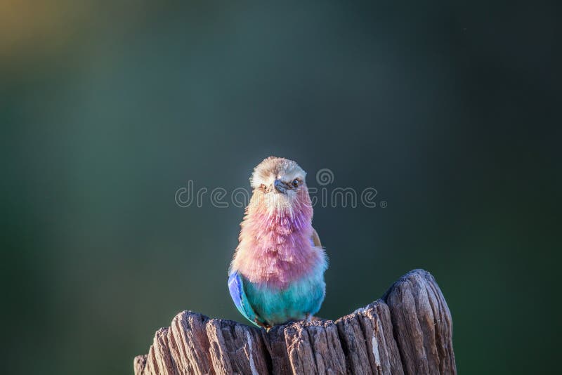 Lilac-breasted Roller on a Tree Trunk. Stock Photo - Image of lilac ...
