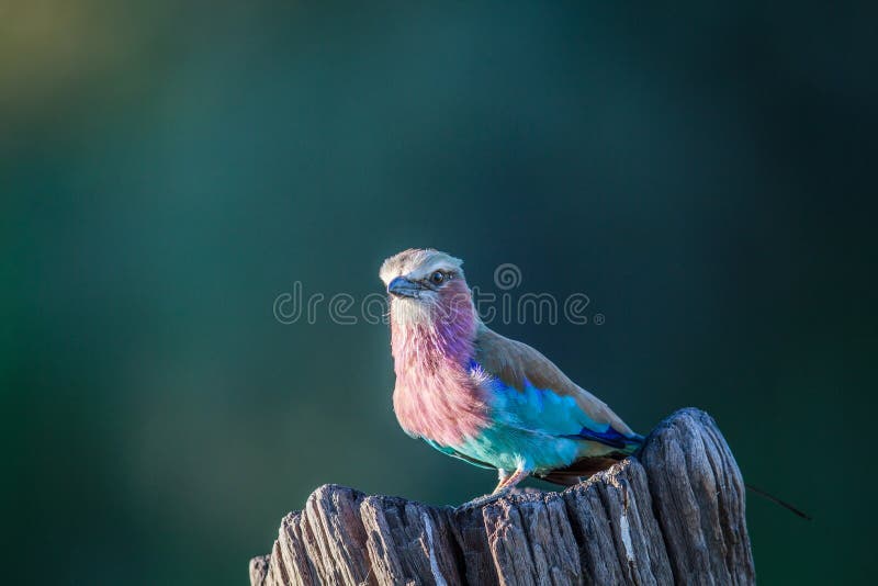 Lilac-breasted Roller on a Tree Trunk. Stock Image - Image of ...