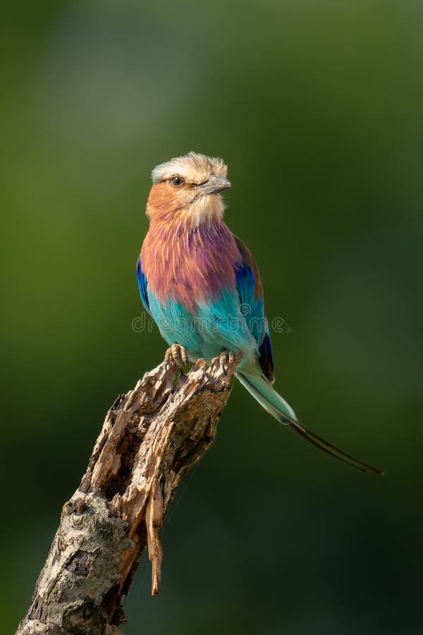 Lilac-breasted Roller Turns Head on Dead Twig Stock Photo - Image of ...