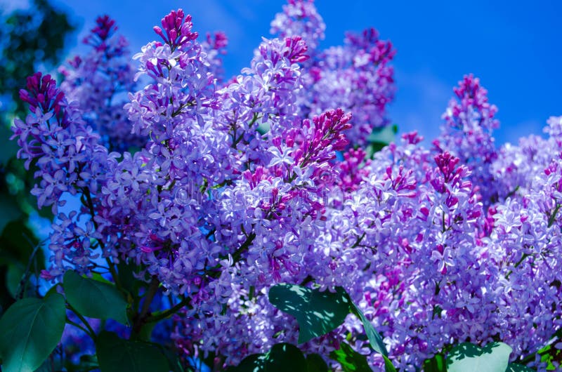 Lilac stock image. Image of purple, lilac, branch, summer - 54531949