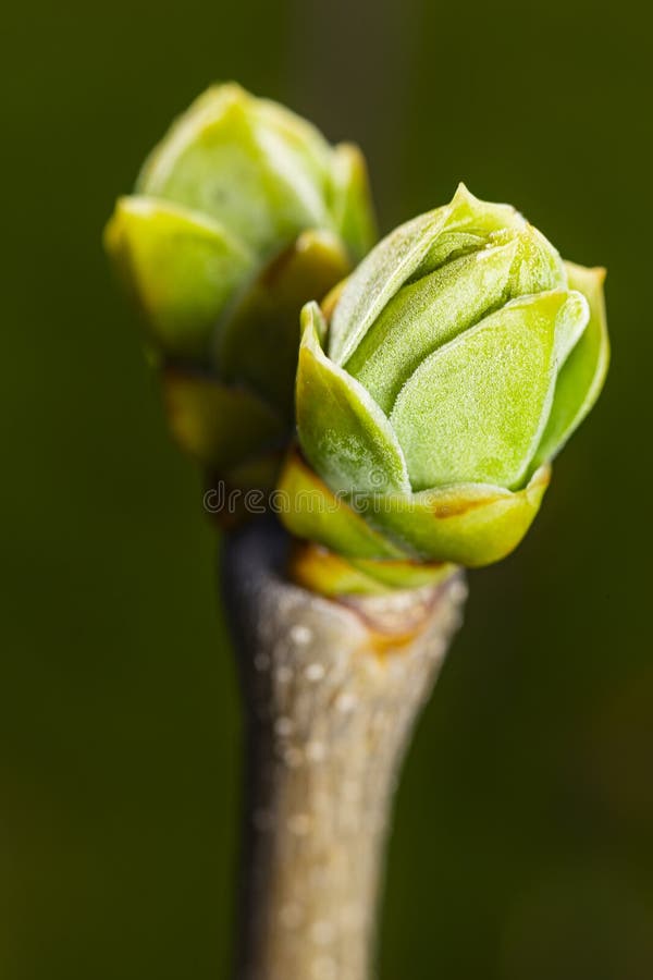 Lilac bud stock image. Image of budding, fresh, outdoor - 184978841