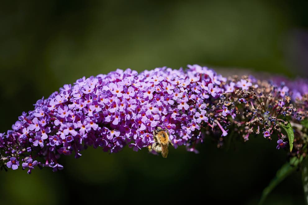 Lilac Buddleia (Buddleja) with a Bee Sitting on it Stock Photo - Image ...