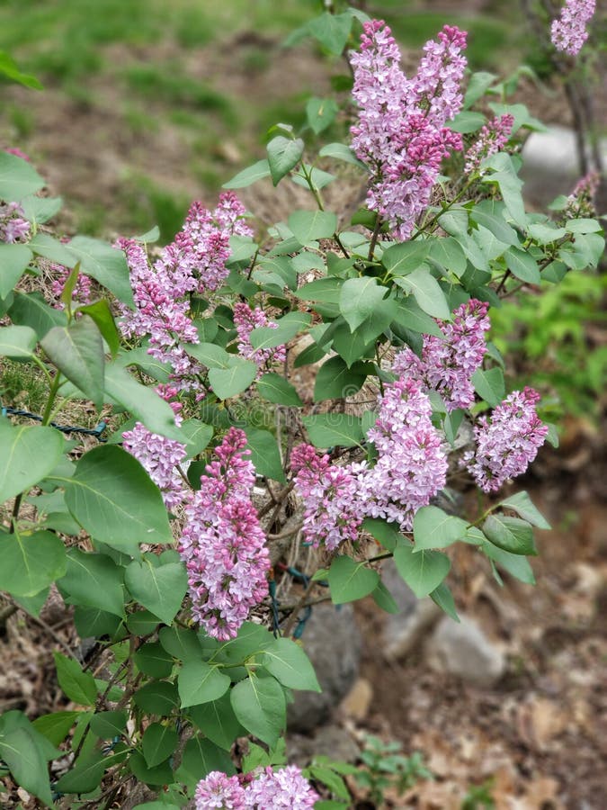 Lilac buds stock image. Image of blooming, lilac, bushes - 124125083