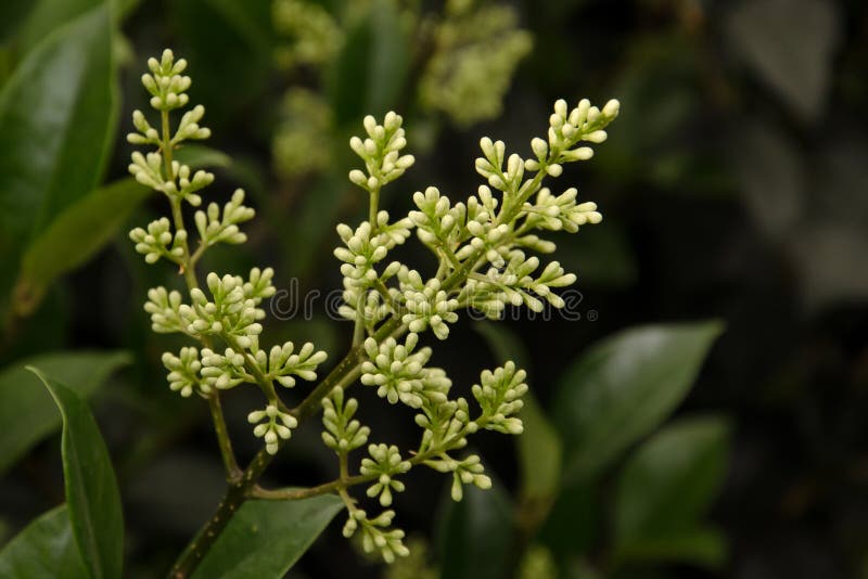 Lilac Buds stock photo. Image of botany, spring, plant - 30950018