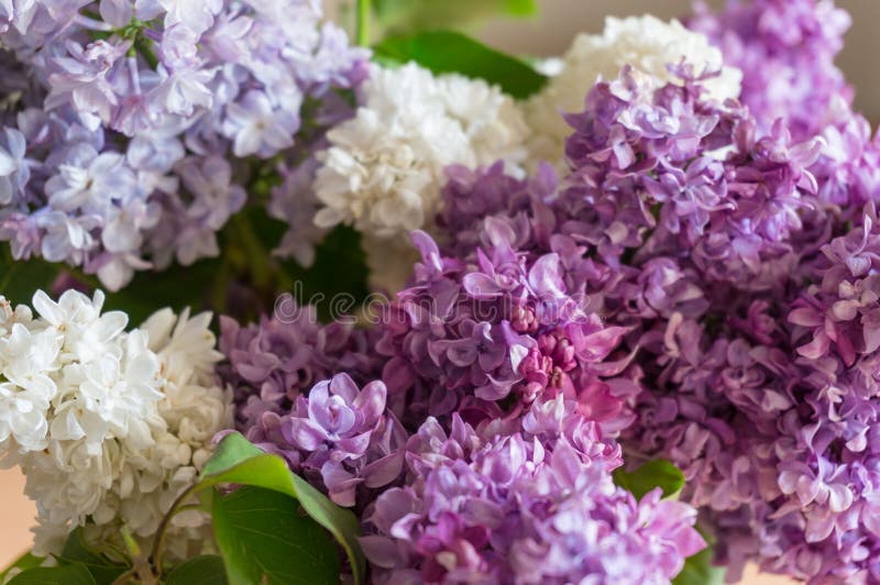 Lilac Bunch of Flowers Close Up Texture Stock Image - Image of fragrant ...