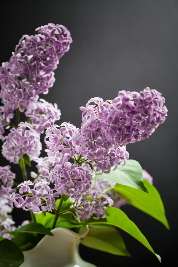 Lilac stock image. Image of bush, fragrant, decoration - 41280841