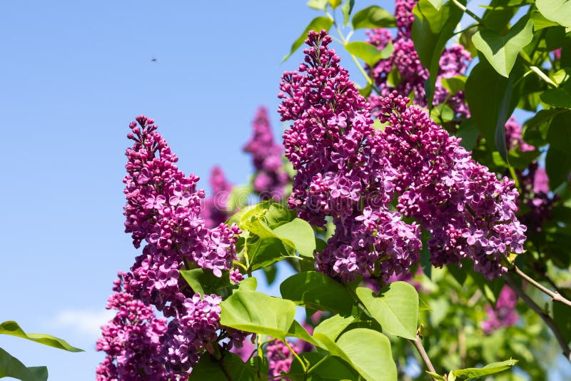 Lilac Bush on the Background of Blue Sky, the Color of Very Peri. Stock ...