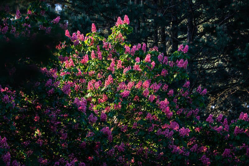 Lilac Bush in Bloom between Light and Shade. Stock Image - Image of ...