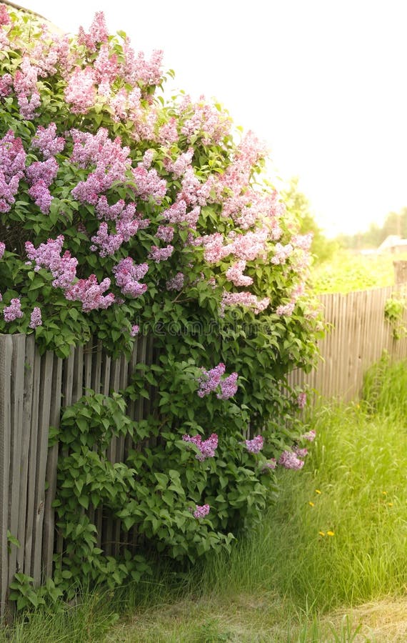 Lilac bush stock photo. Image of fence, terrain, garden - 139377762