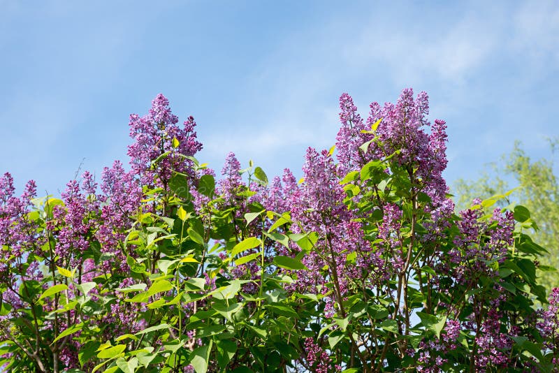 Lilac Bush with Blossoms and Green Leaves, Blue Sky Stock Image - Image ...