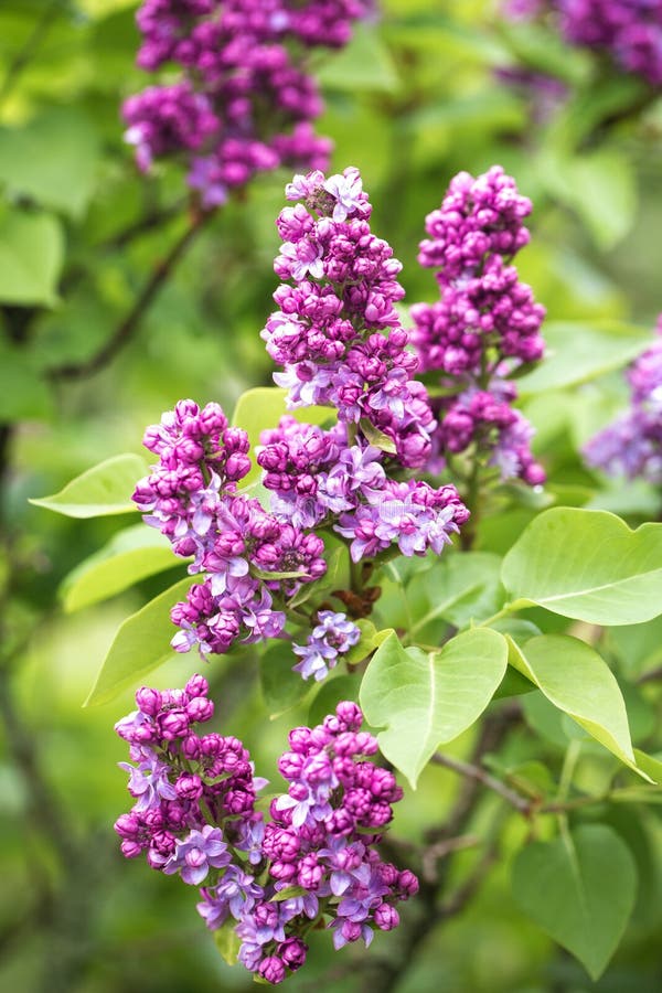 Lilac bush in the garden stock photo. Image of nature - 30014608