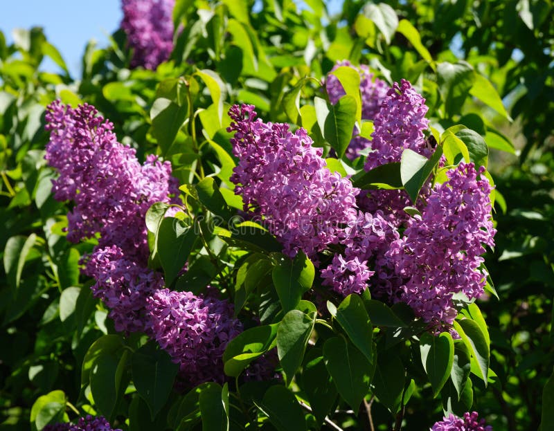 Lilac Bush Flowering in Nature Stock Image - Image of purple, bunch ...