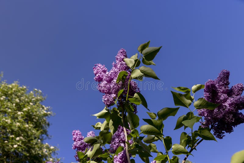 Lilac Bush during Flowering Stock Photo - Image of beauty, bright ...