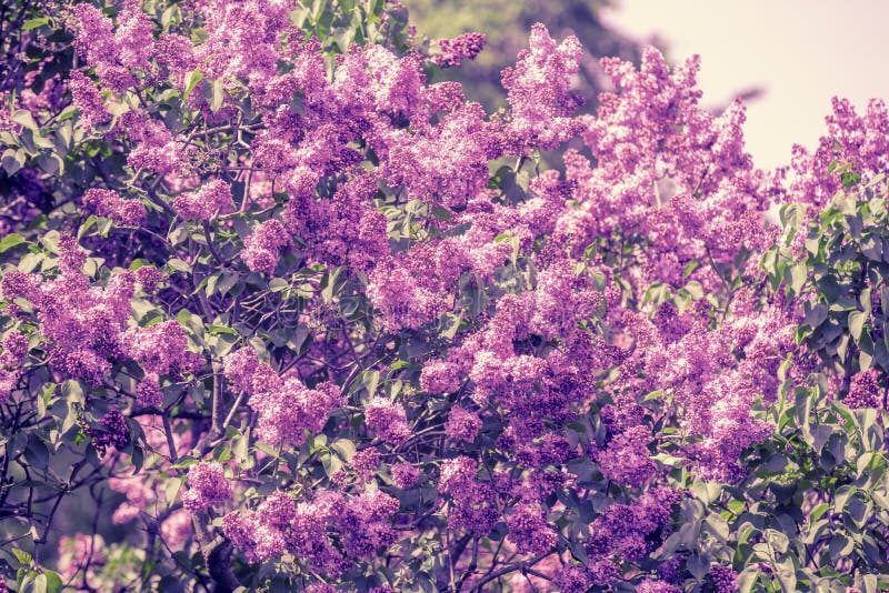 Lilac bush in the garden stock image. Image of color - 191251197