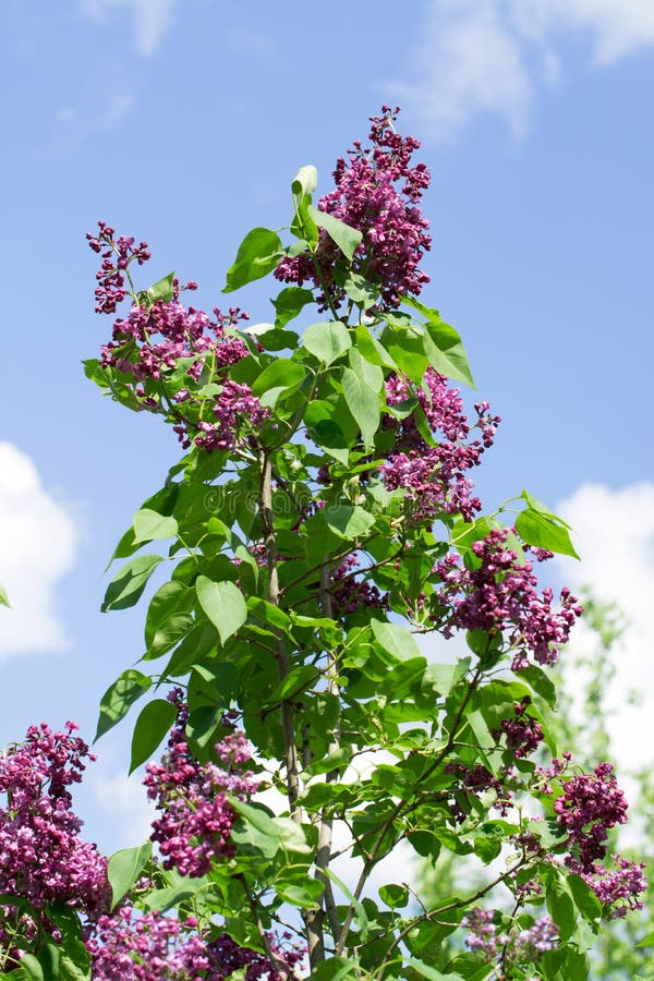 5,164 Lilac Bush Red Stock Photos - Free & Royalty-Free Stock Photos ...