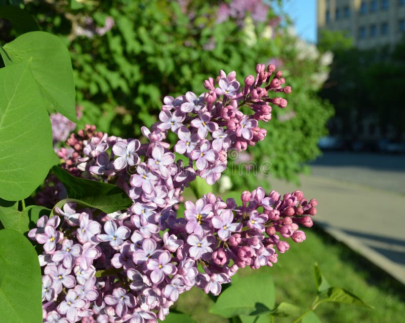 Lilac bush in the spring stock image. Image of plant - 89831037