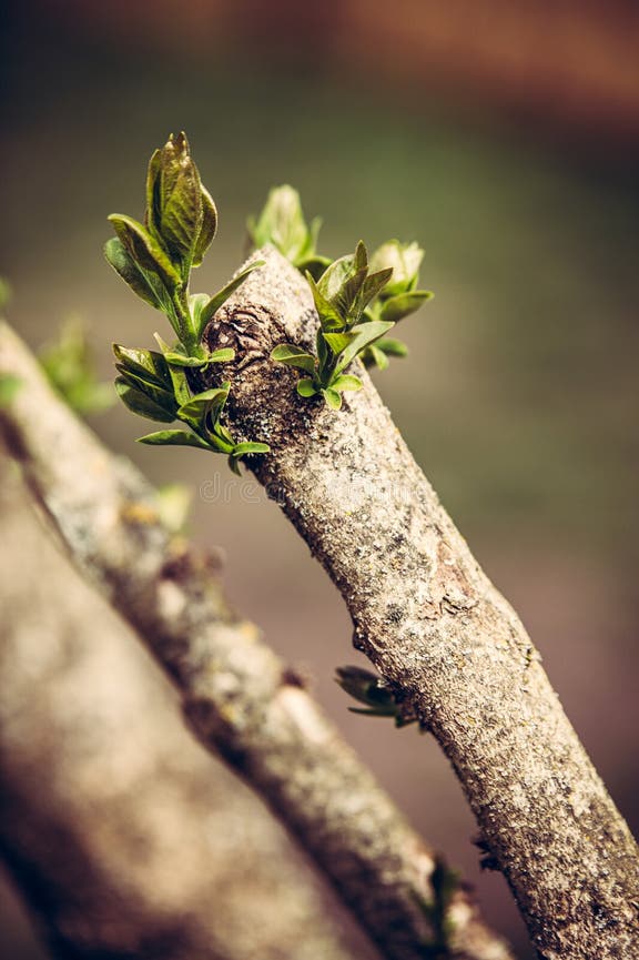 Lilac Bush Sprouting New Branches Stock Photo - Image of leaf, grow ...