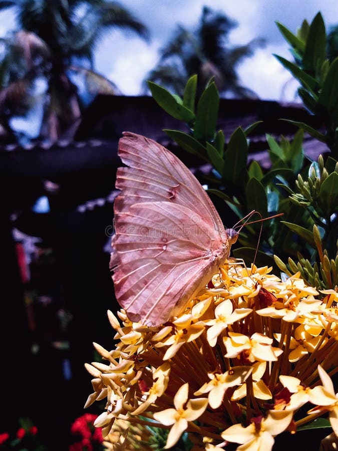 Lilac Butterfly on a Yellow Flower Flying in the Blue Sky. Stock Photo ...