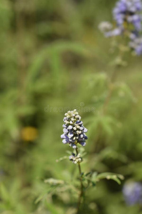 Lilac chaste tree stock photo. Image of buds, abrahams - 349021130