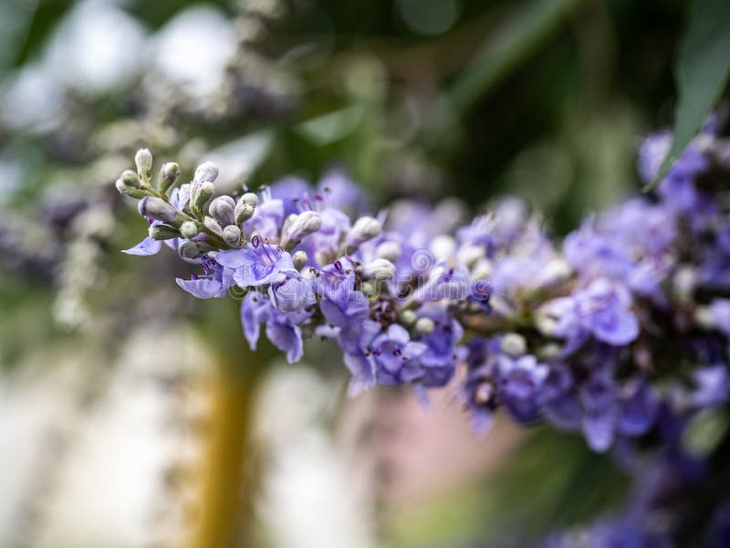 Lilac Chaste Tree Flowers in Bloom 2 Stock Image - Image of leaf ...