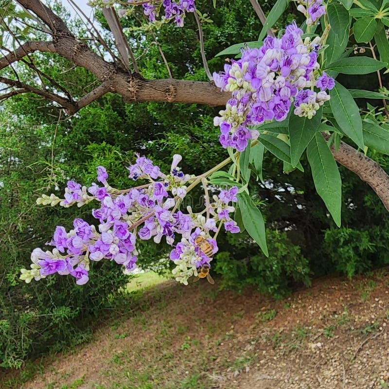 Lilac Chaste Tree - Vitex Agnus-castus Stock Image - Image of tree ...