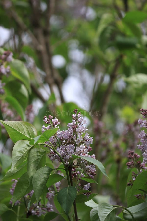 Lilac or Common Lilac Flower on Tree Stock Photo - Image of leaves ...