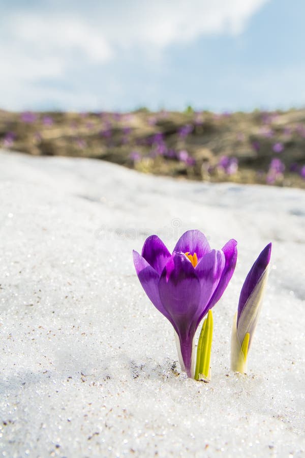 Lilac Crocus Against Sky and Snow Stock Image - Image of flower ...