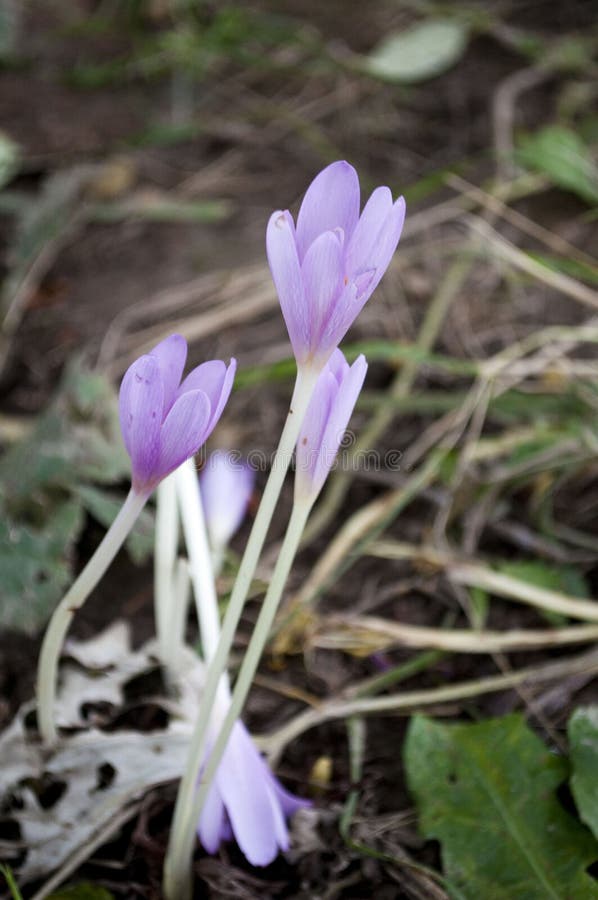 Lilac crocus flower stock photo. Image of flower, autumn - 62582512