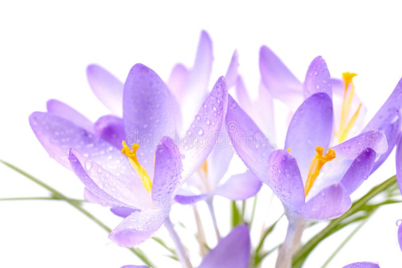 Crocus flower stock image. Image of blossom, greeting - 29818191