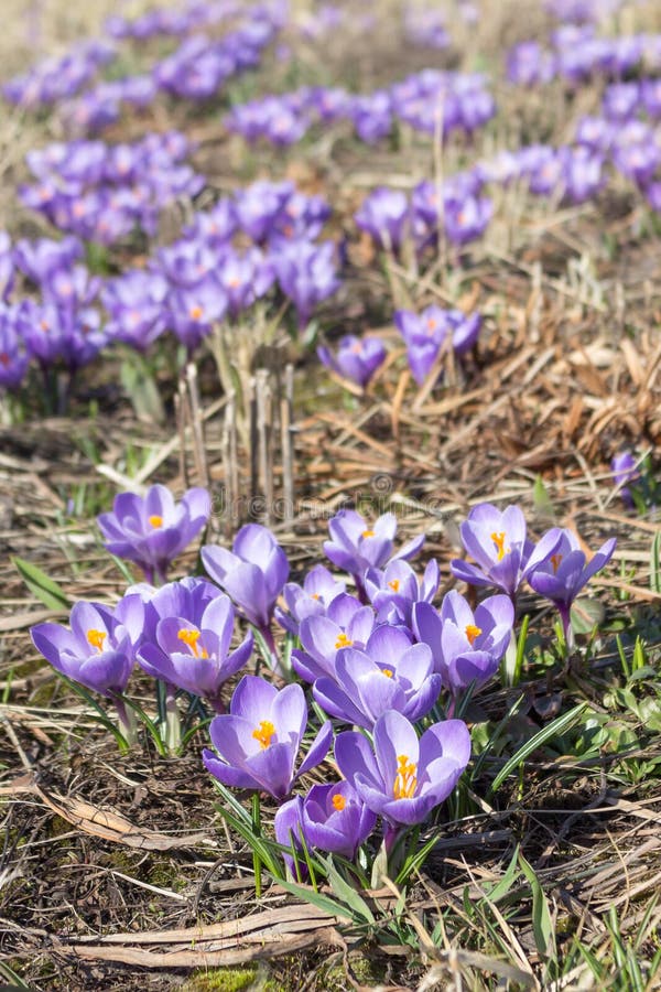 Set of Lilac Crocuses. Spring Flowers. Watercolor Hand Drawn Illustrations Stock Photo - Image ...