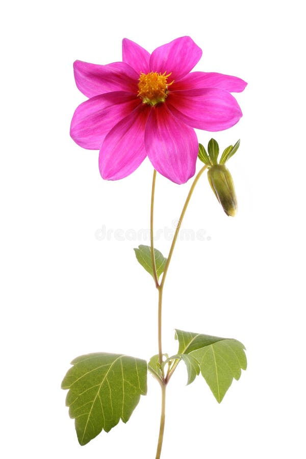 Vector Illustration of a Little Bird and Blooming Dahlia Flowers Stock ... Vector Illustration of a Little Bird and Blooming Dahlia Flowers Stock ...