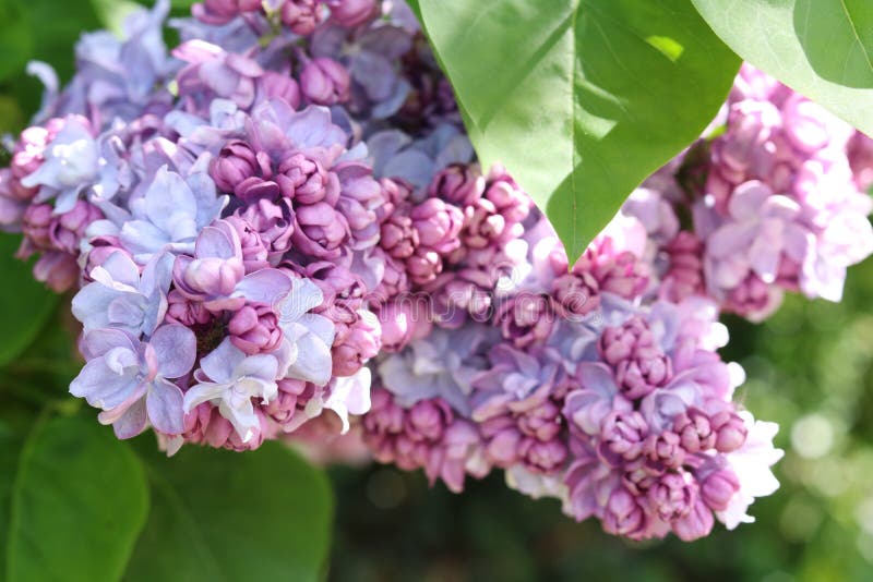 Lilac, Elder Tree, Sambucus, Bourtree Stock Photo - Image of purple ...
