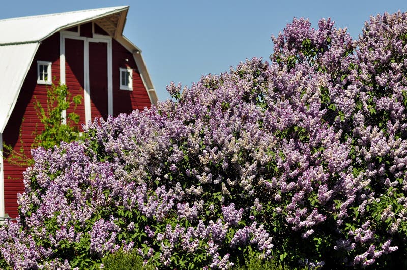 Lilac Fence stock image. Image of background, beautiful - 24881165