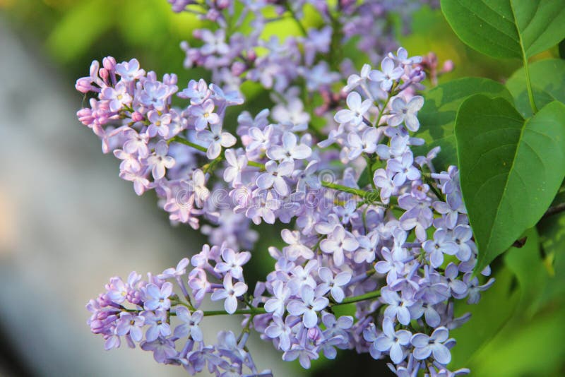 Lilac. Flower. stock photo. Image of formal, copy, blooming - 26479542