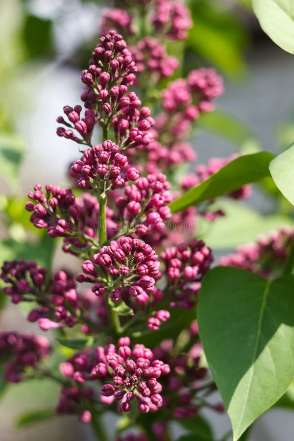 Lilac Flower Buds Grow in the Sun Stock Image - Image of macro ...