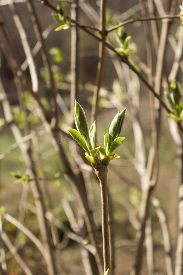 Lilac Flower Buds Sprouting in the Beginning of Spring. Stock Photo ...