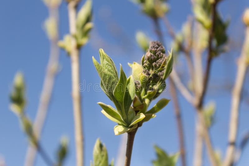 Buds Sprouting on a Grape Vine in the Vineyard Stock Image - Image of ...
