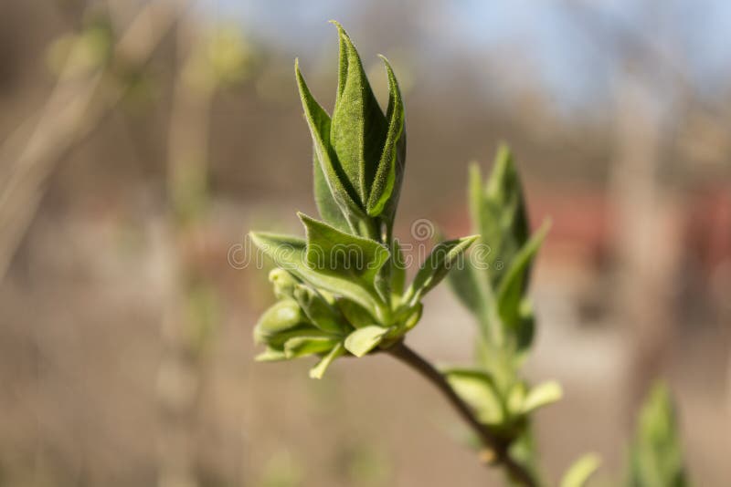 Lilac Flower Buds Sprouting in the Beginning of Spring. Stock Photo ...