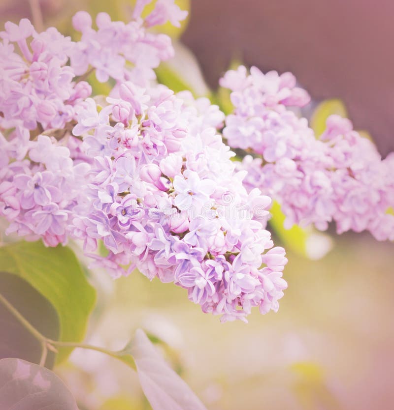 Lilac flower stock photo. Image of clusters, blossoms - 41132204