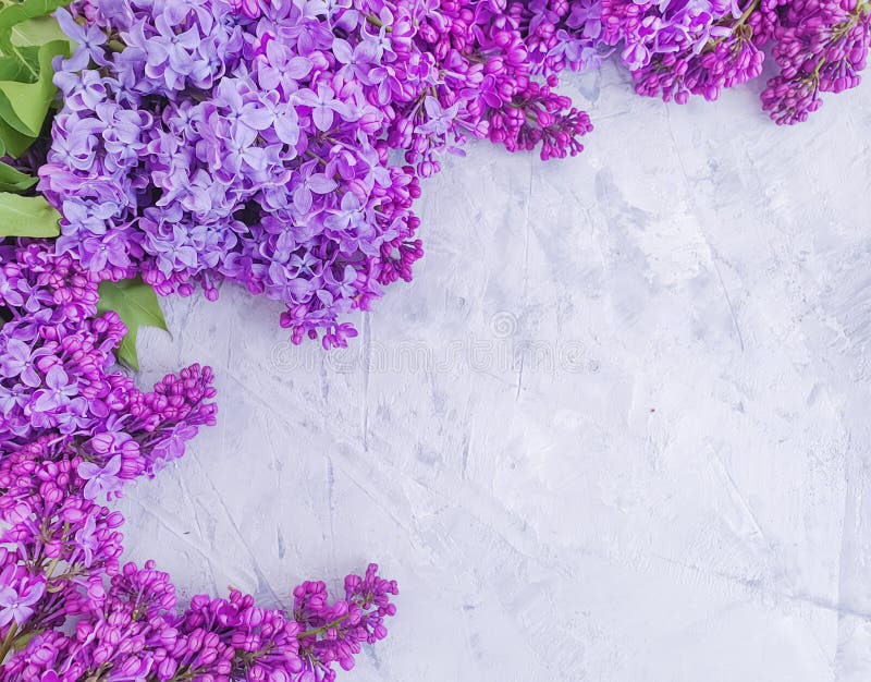 Lilac Flower on Concrete Background Frame Seasonal Stock Image - Image ...
