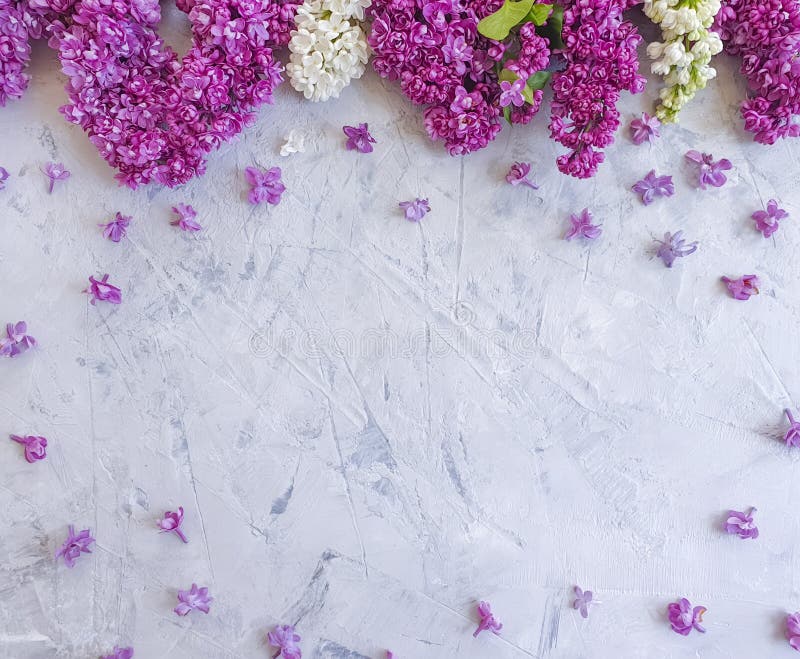 Lilac Flower on Concrete Background Frame Summer Seasonal Stock Photo ...