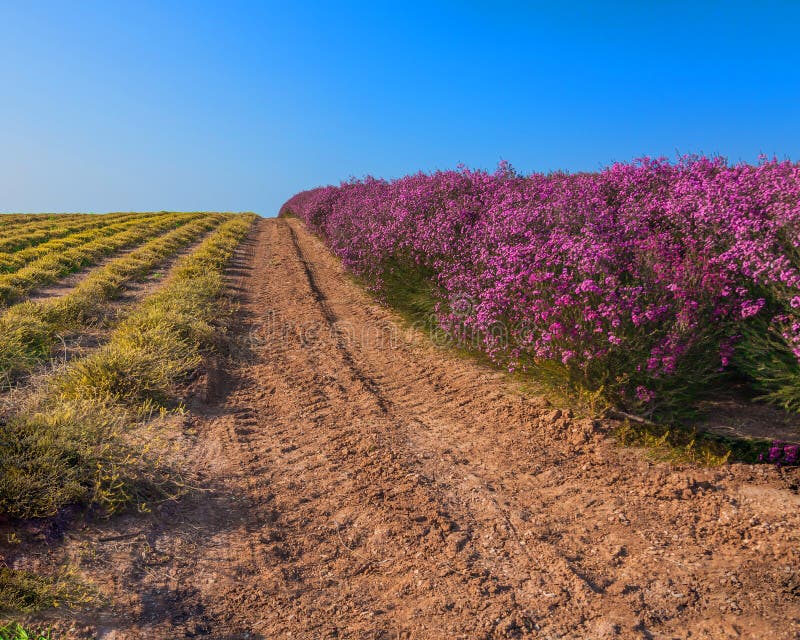 Lilac flower field stock photo. Image of tranquil, road - 39012054
