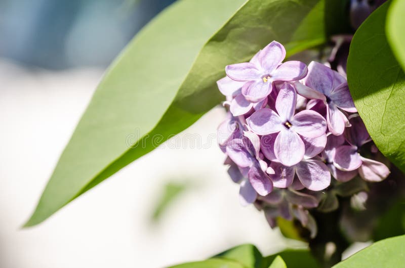 Lilac flower stock image. Image of garden, light, floral - 91118651