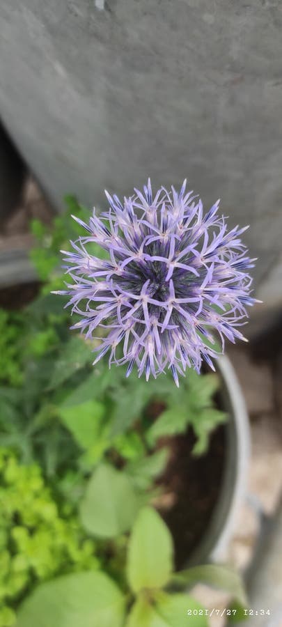 Lilac flower round fuzzy stock photo. Image of lilac - 225886378