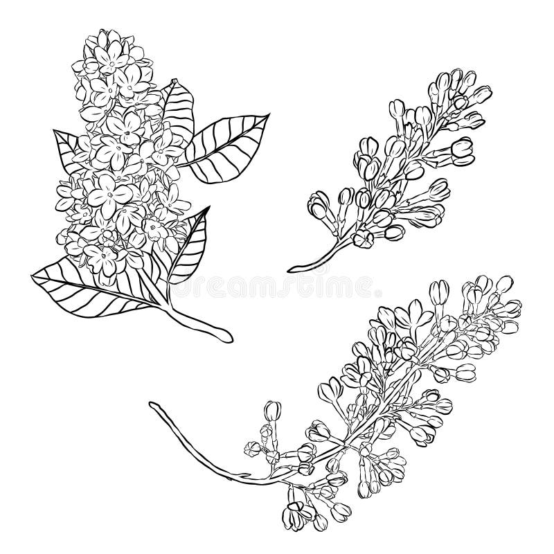Lilac Flowers Outline Drawing Stock Illustrations – 1,565 Lilac Flowers ...